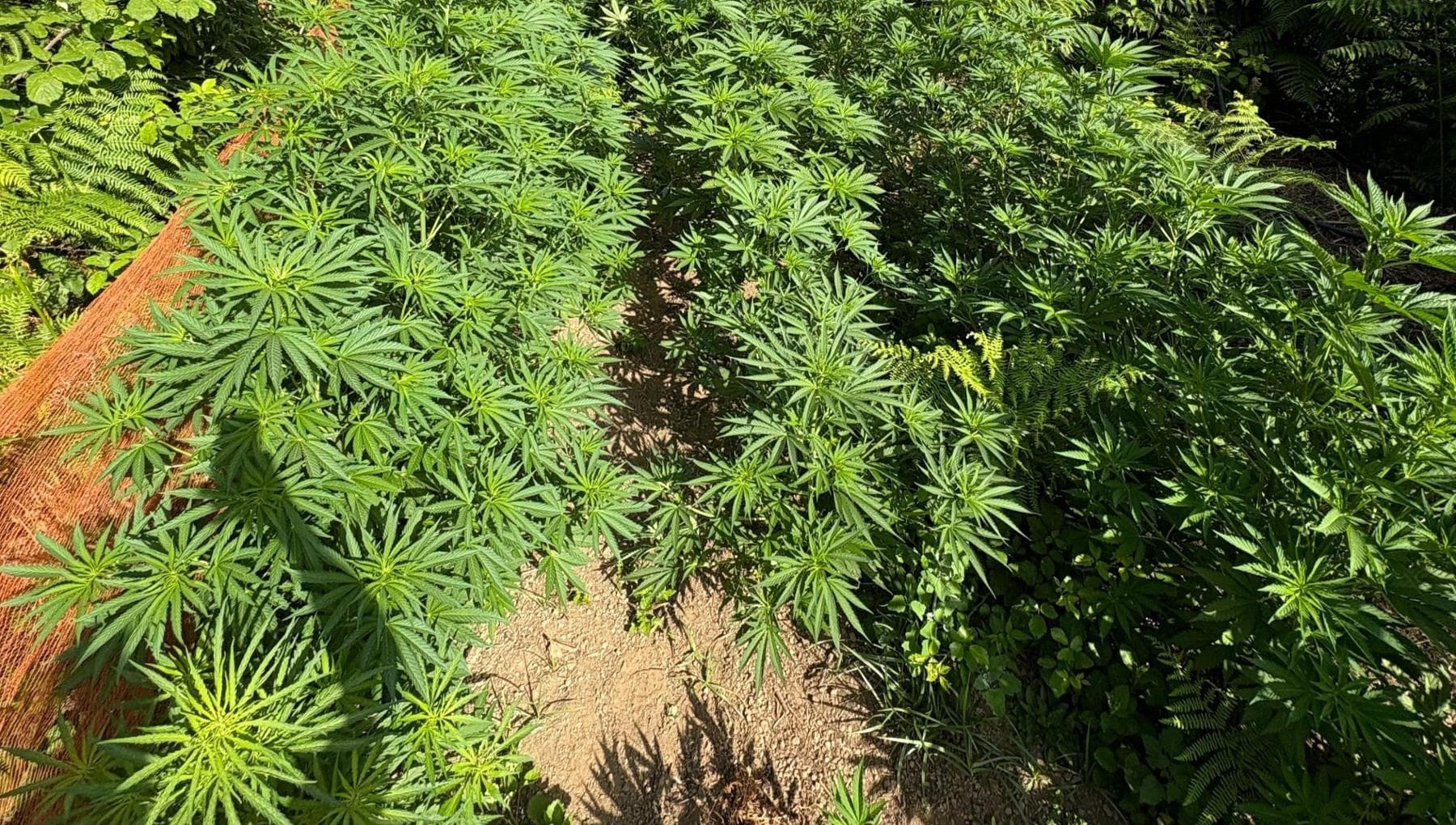 Castellammare, scoperte tra i boschi 100 piante di marijuana: scatta il ...