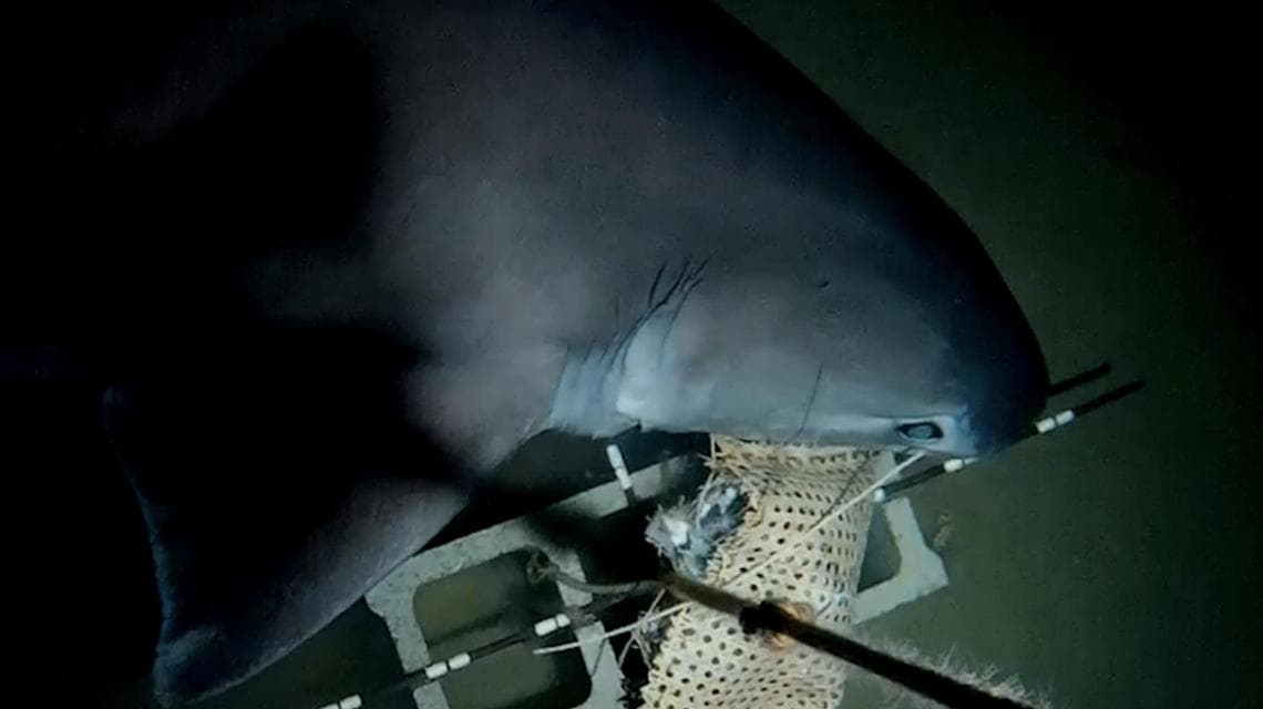Boom di squali nel golfo di Napoli, ecco i “capopiatto”: “Sono innocui ...