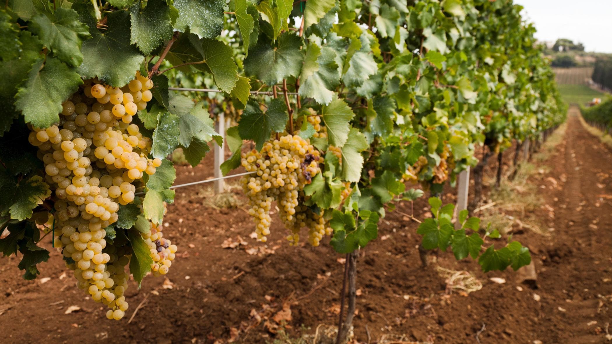 Vendemmia beffa per colpa del clima. Partenza anticipata in Sicilia ...