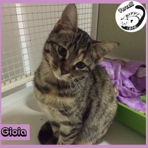 I ladri "liberano" trenta gatti nel gattile di Vercelli - la Repubblica