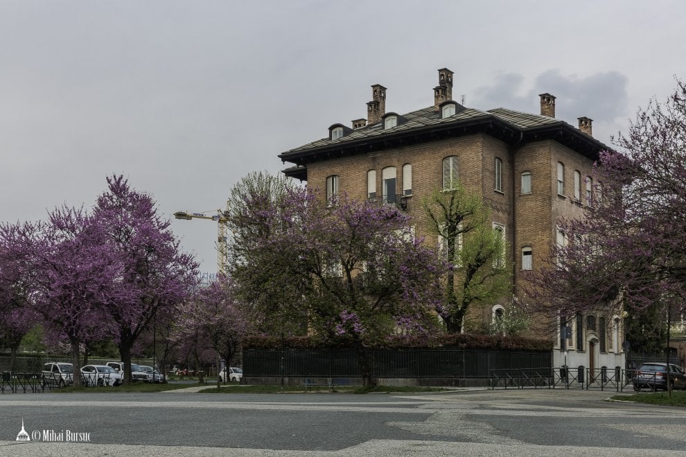 Torino, la primavera esplode nel quartiere Crocetta - la Repubblica