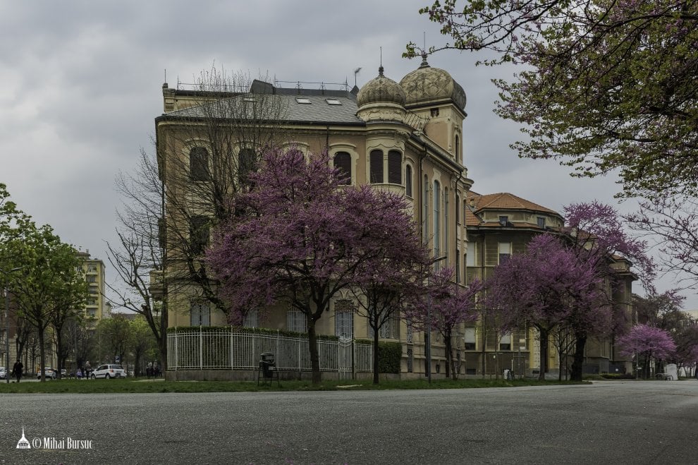 Torino, la primavera esplode nel quartiere Crocetta - la Repubblica