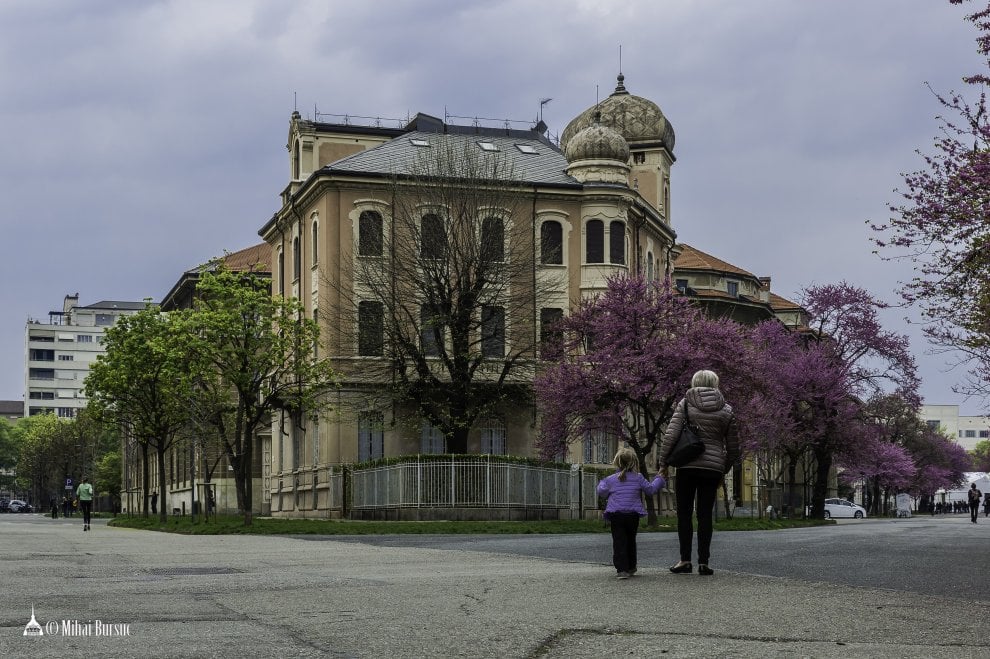 Torino, la primavera esplode nel quartiere Crocetta - la Repubblica