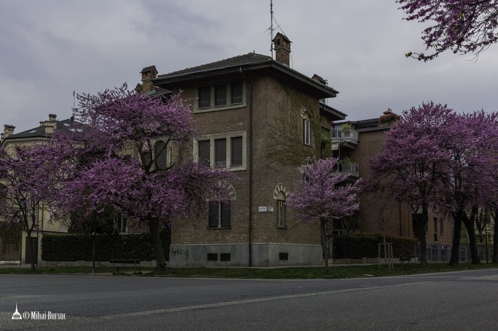 Torino, la primavera esplode nel quartiere Crocetta - la Repubblica