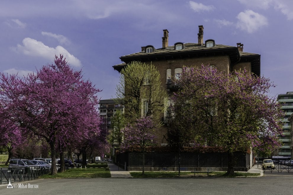 Torino, la primavera esplode nel quartiere Crocetta - la Repubblica