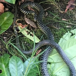 Caldo anomalo, Torino "invasa" da biacchi e altri serpenti innocui - la ...