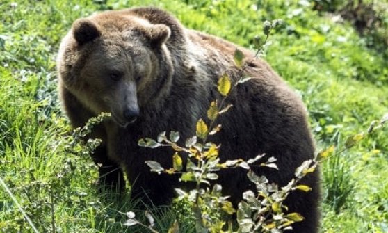 Domodossola: un orso a caccia di miele devasta arnie in Valdossola ...