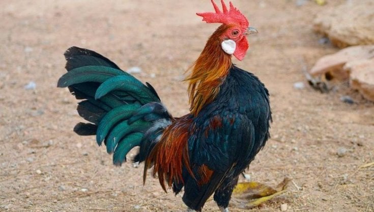 Il gallo disturbatore di Moncalieri trasferito con la complicità di due ...