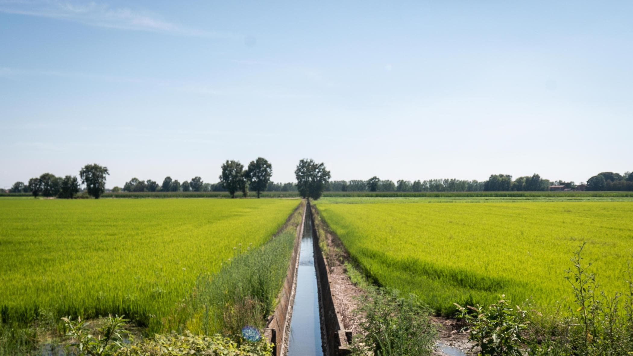 Limiti all’uso di acqua. Il distretto del riso della Baraggia protesta ...