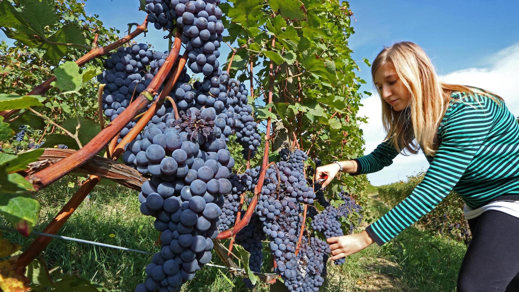 Due milioni per un ettaro: è il Barolo il vigneto più caro del mondo ...
