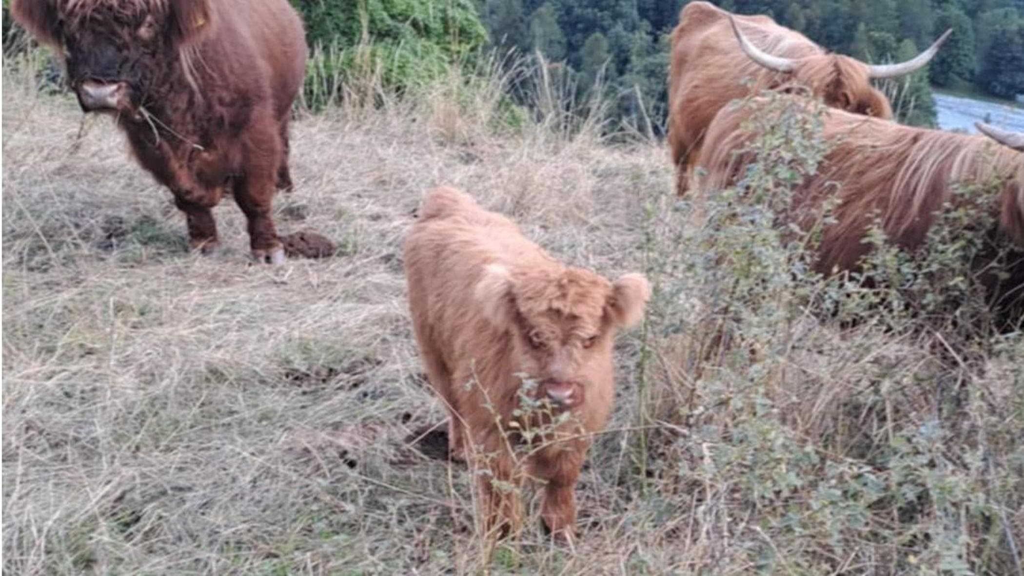Il vitellino di razza Highlander nasce ma rotola nel precipizio ...