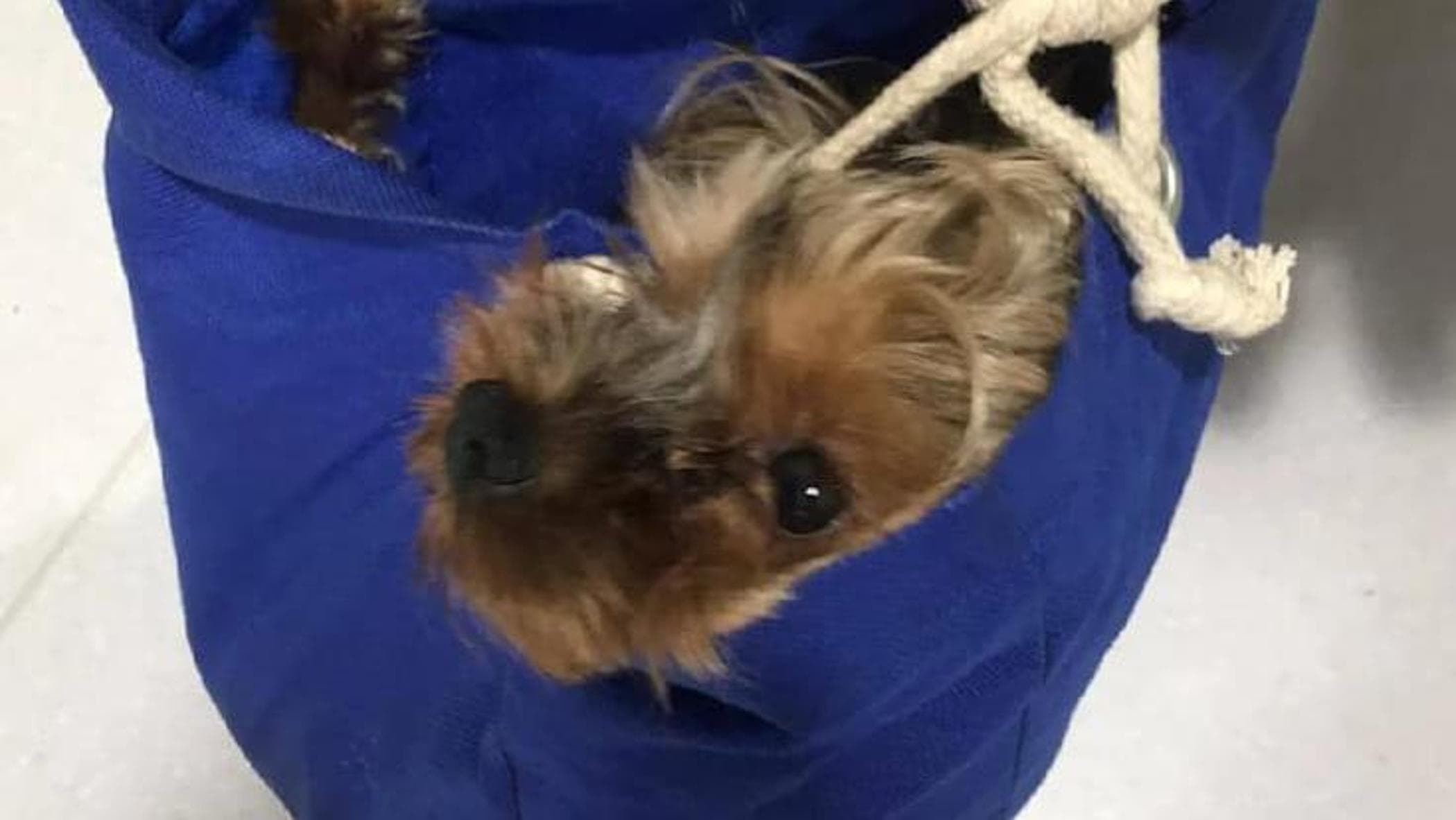 Stalking: le rapisce cane e la vessa, sorveglianza speciale - la Repubblica