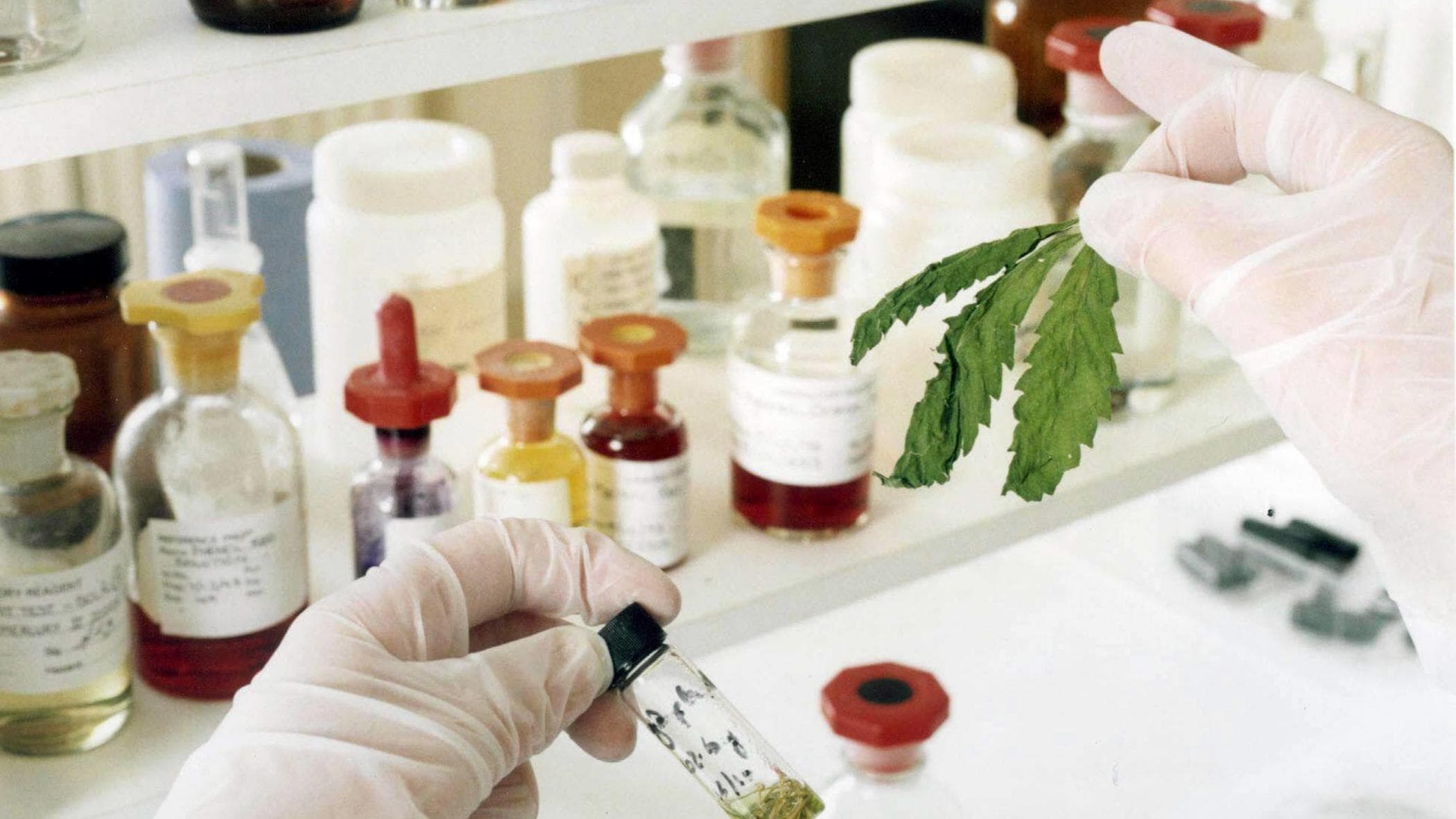 Malata di tumore convocata dai carabinieri per la cannabis terapeutica ...