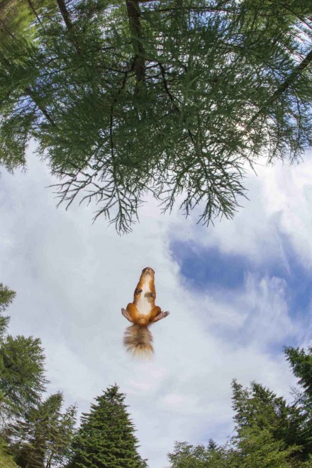 Il salto dello scoiattolo ninja, la fotosequenza - la Repubblica