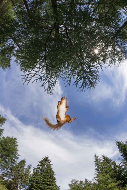Il salto dello scoiattolo ninja, la fotosequenza - la Repubblica