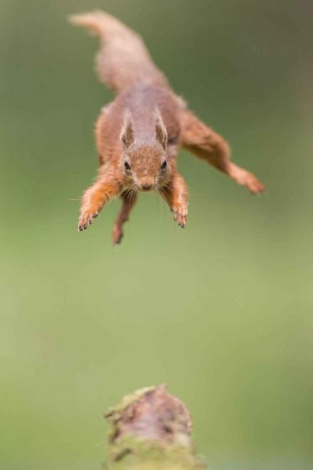 Il salto dello scoiattolo ninja, la fotosequenza - la Repubblica