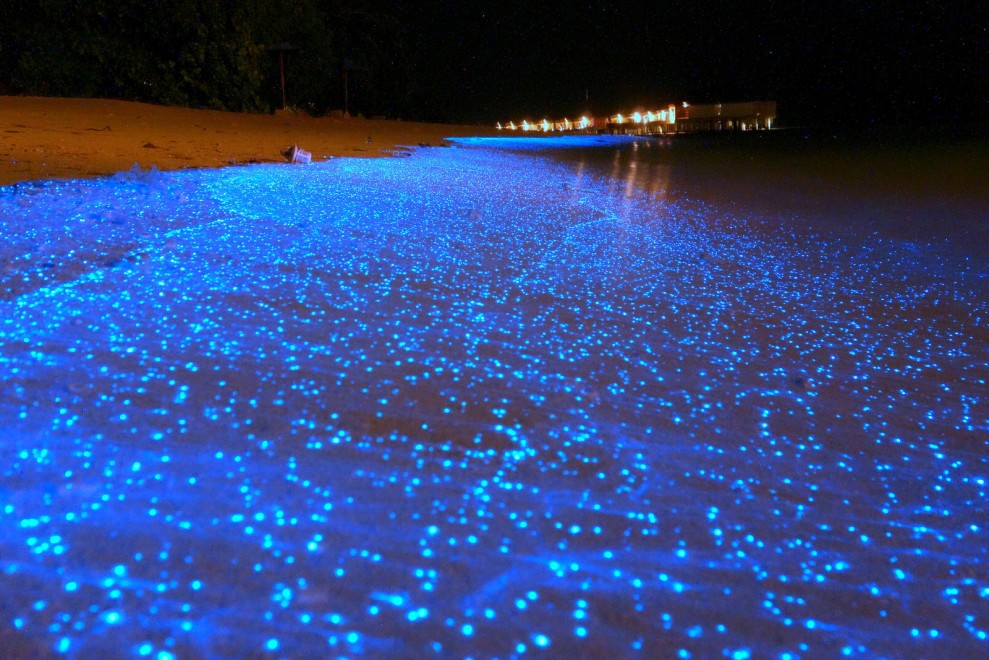 Maldive, la spiaggia si illumina di notte: la sabbia è bioluminescente ...