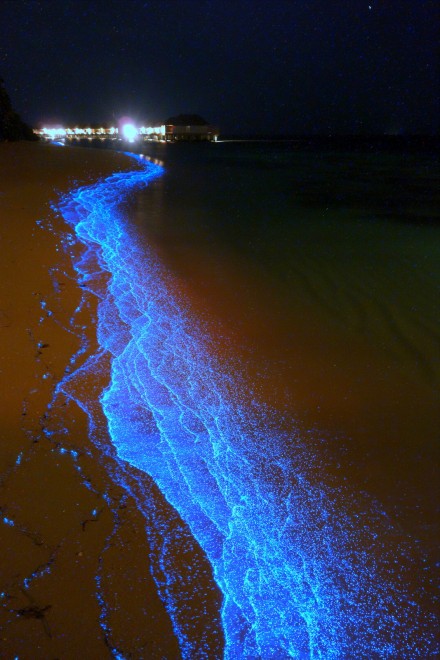 Maldive, la spiaggia si illumina di notte: la sabbia è bioluminescente ...