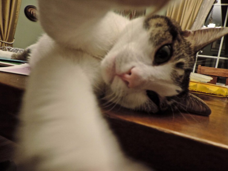 Autoscatto felino: quando il gatto fa il selfie - la Repubblica