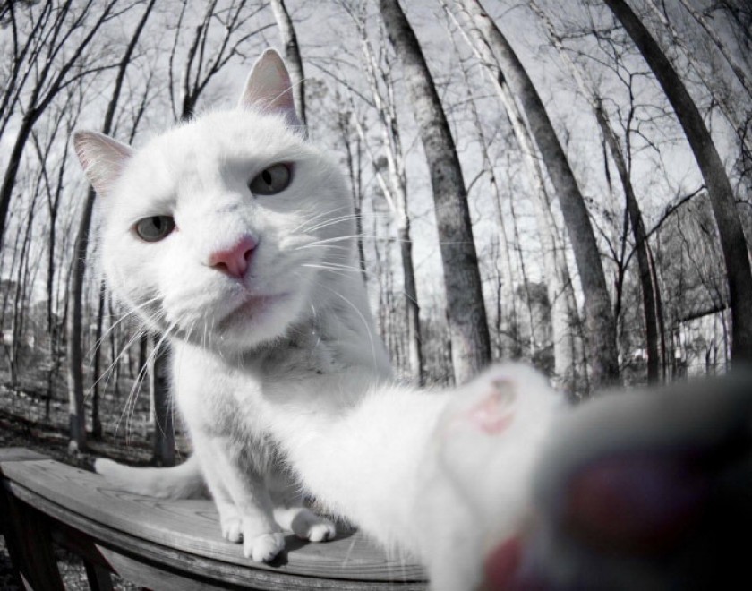 Autoscatto felino: quando il gatto fa il selfie - la Repubblica
