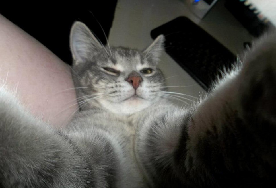 Autoscatto felino: quando il gatto fa il selfie - la Repubblica