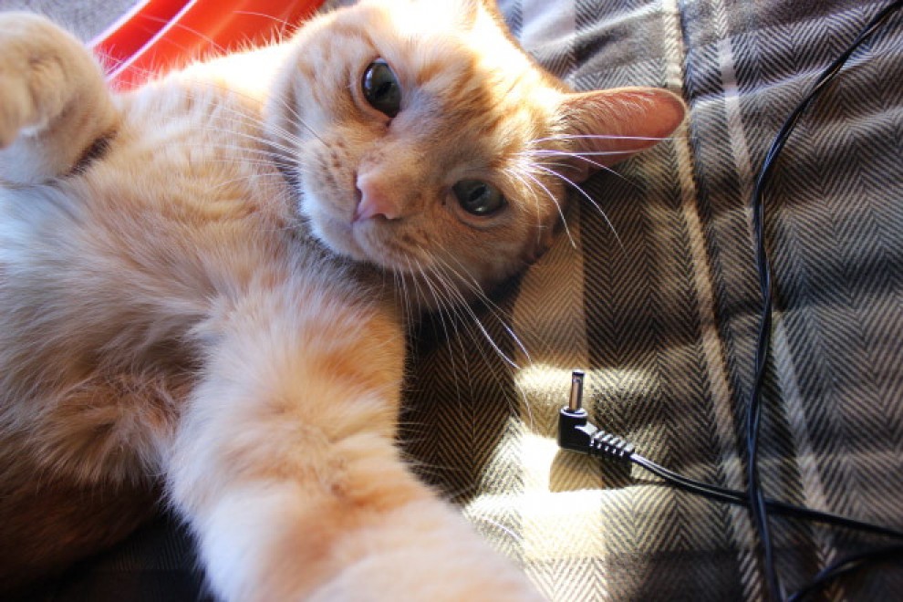 Autoscatto felino: quando il gatto fa il selfie - la Repubblica