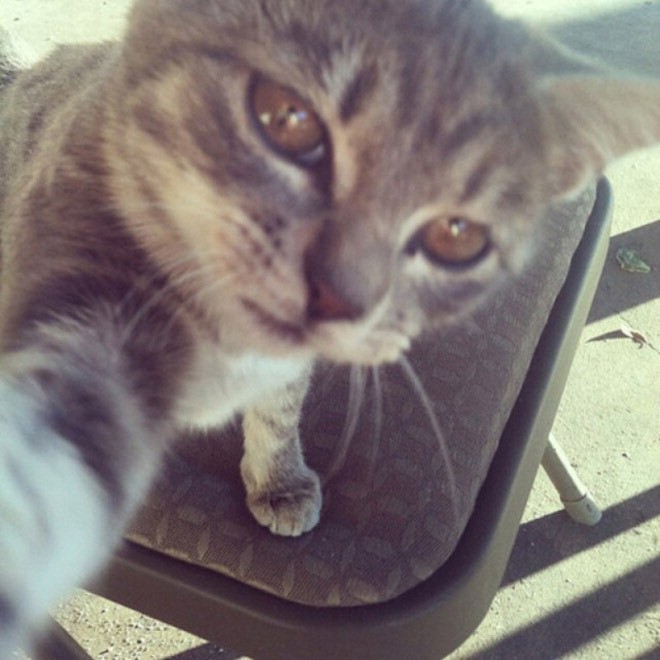 Autoscatto felino: quando il gatto fa il selfie - la Repubblica