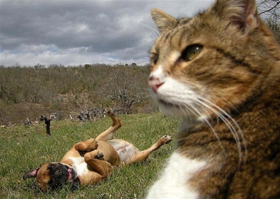 Autoscatto felino: quando il gatto fa il selfie - la Repubblica
