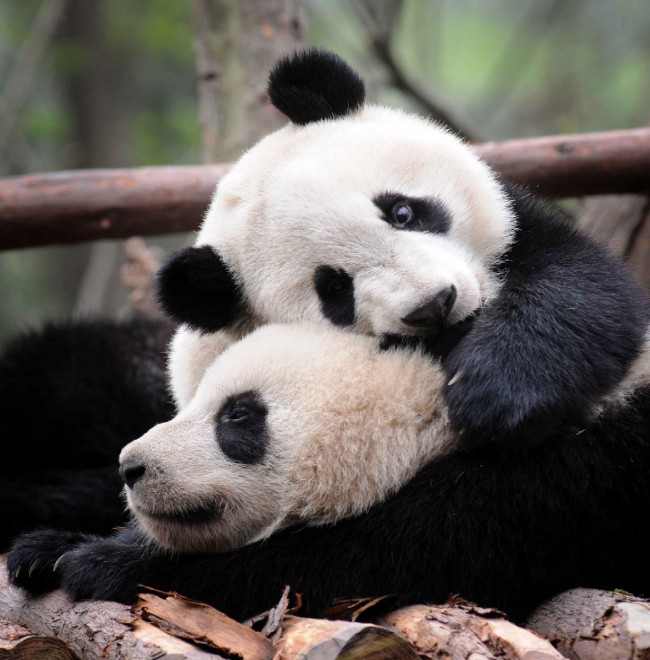 I cuccioli alla ricerca di coccole: mamma panda non delude - la Repubblica