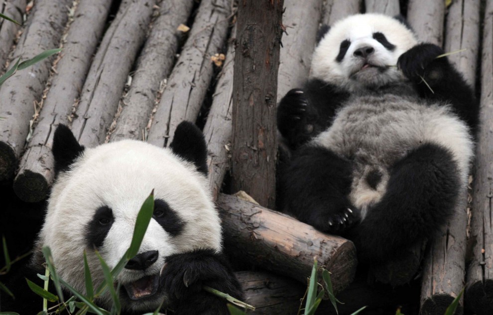 I cuccioli alla ricerca di coccole: mamma panda non delude - la Repubblica