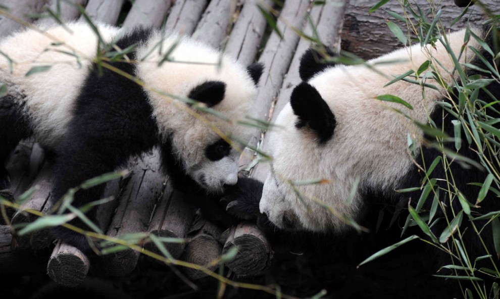 I cuccioli alla ricerca di coccole: mamma panda non delude - la Repubblica