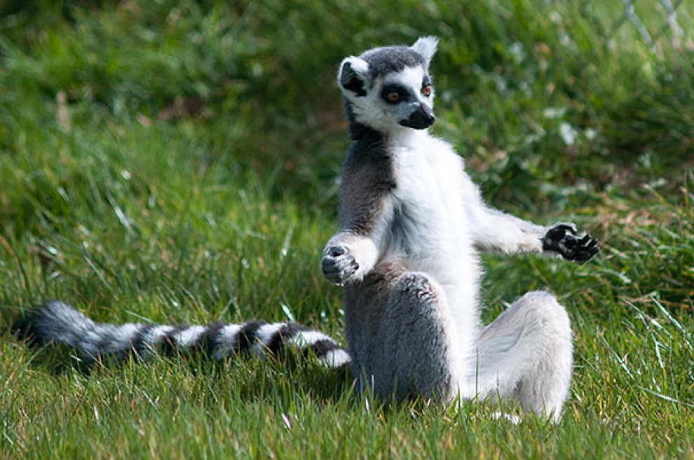 Uno stretching bestiale, gli animali fanno yoga - la Repubblica