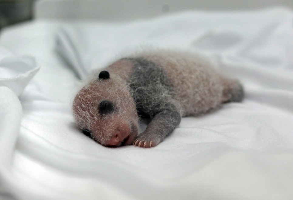 Cina, tre cuccioli di panda arrivano allo zoo - la Repubblica