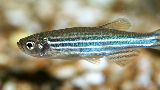 Staminali, il pesce zebra rivela come si formano quelle del sangue - la ...