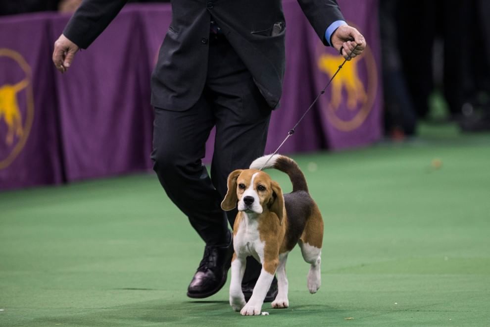 Miss P., è un beagle il cane più bello del mondo - la Repubblica