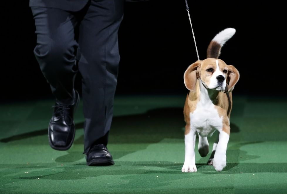 Miss P., è un beagle il cane più bello del mondo - la Repubblica