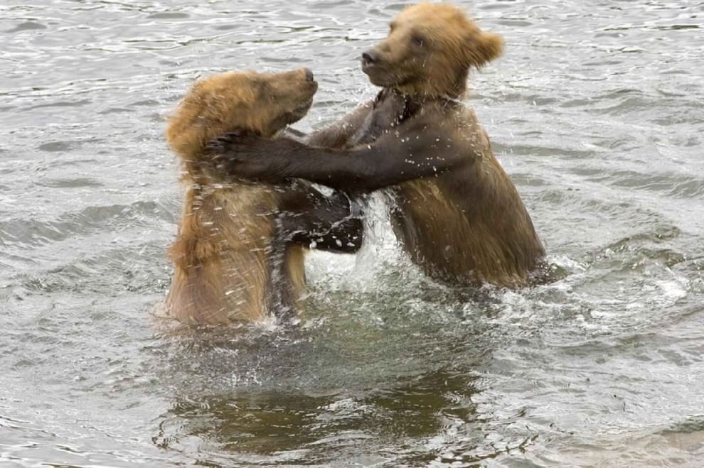 Fermi tutti, si gioca: anche nel mondo animale - la Repubblica