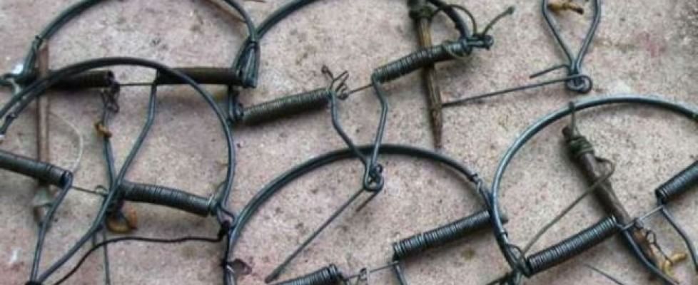 Otto milioni di uccelli protetti uccisi da bracconieri in Italia - la ...