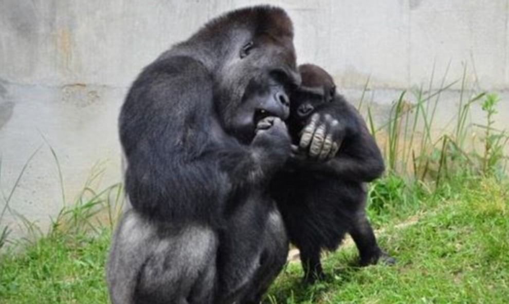 Giappone, tutte pazze per Shabani: il gorilla diventa una star - la ...