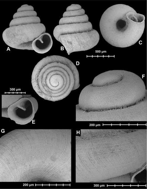 La conchiglia più piccola del mondo, nella cruna di un ago ce ne stanno ...