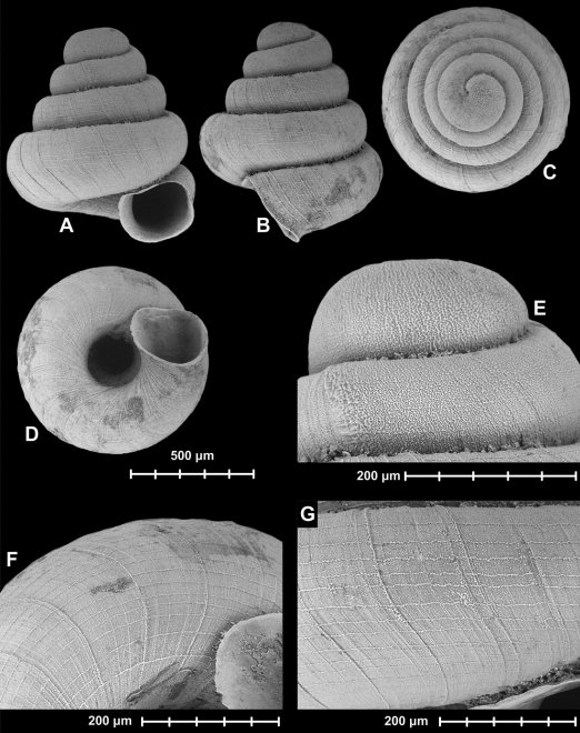 La conchiglia più piccola del mondo, nella cruna di un ago ce ne stanno ...