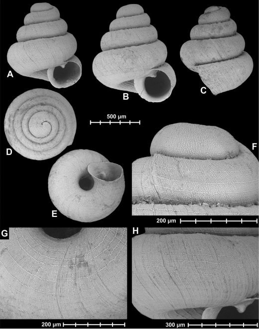 La conchiglia più piccola del mondo, nella cruna di un ago ce ne stanno ...