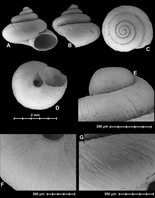 La conchiglia più piccola del mondo, nella cruna di un ago ce ne stanno ...