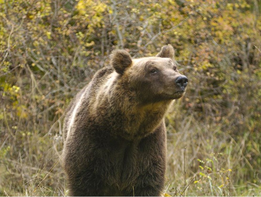 Morto l'orso Sandrino, mascotte del Parco Nazionale d'Abruzzo - la ...