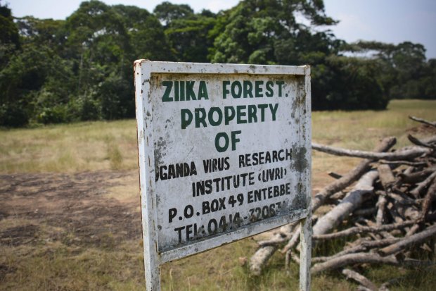 Zika, Uganda: la foresta dove è nato il virus, nel 1947 - la Repubblica
