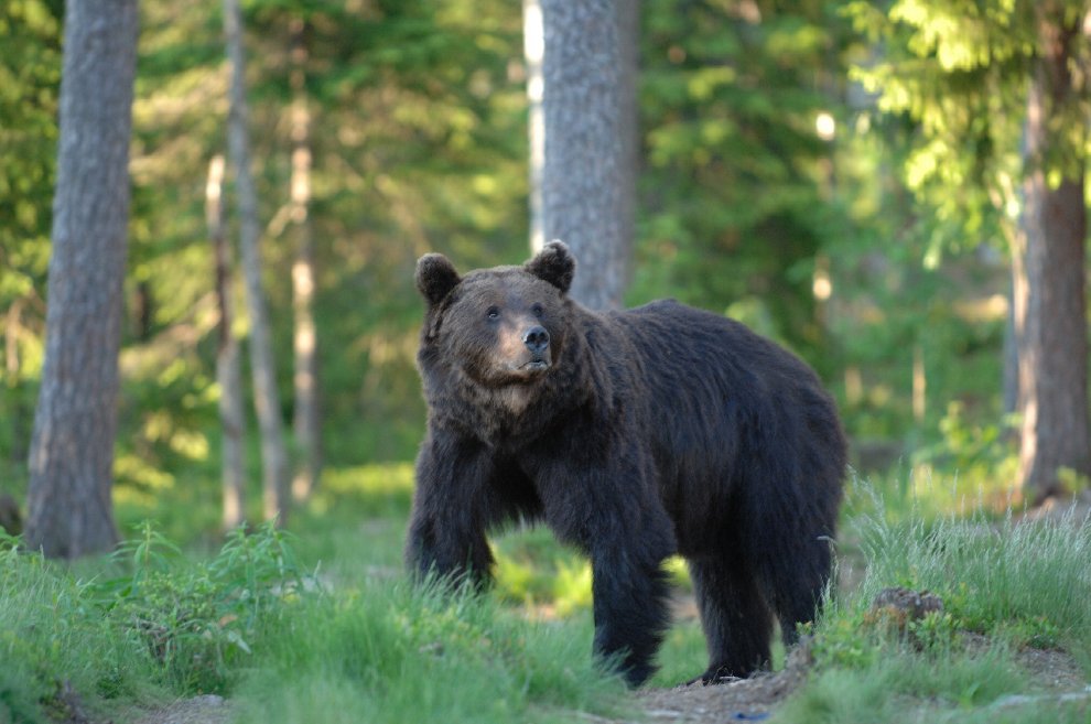 Vita da orso sulle montagne del Trentino - la Repubblica