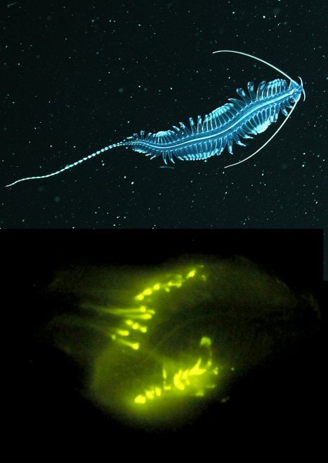 Bioluminescenza: le creature degli abissi che brillano di luce propria ...