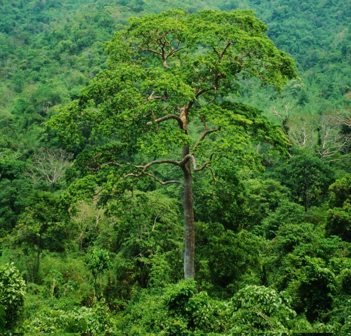 Wwf: il 30% dei siti Unesco colpiti da bracconaggio - la Repubblica