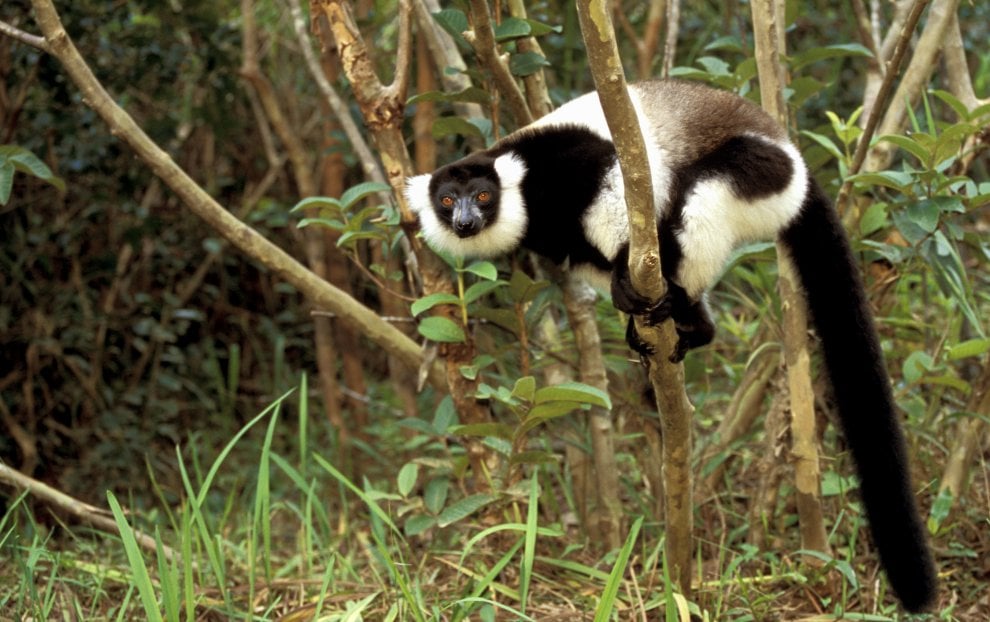 Wwf: il 30% dei siti Unesco colpiti da bracconaggio - la Repubblica