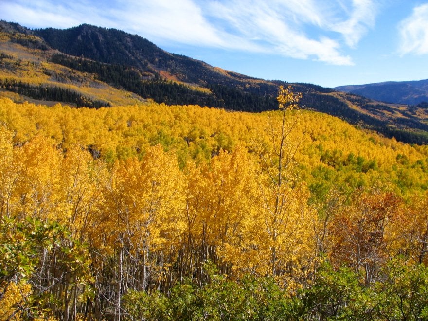 Pando, il gigante che trema - la Repubblica